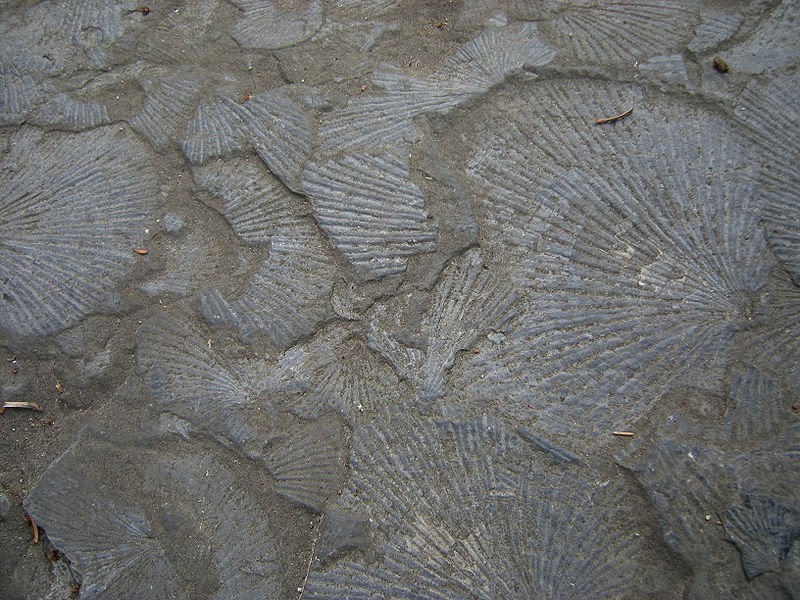 Variety of Life: Halobia