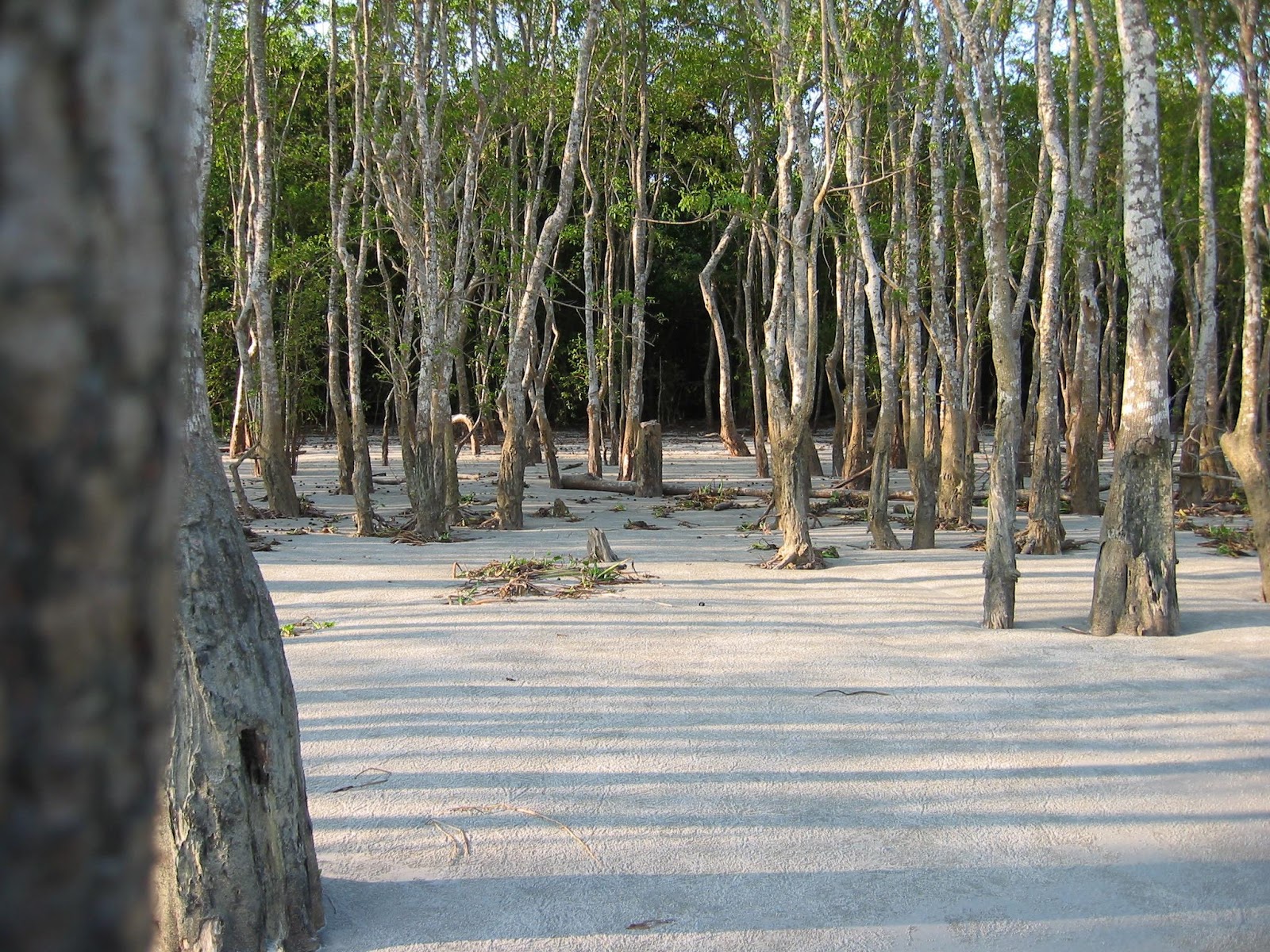 Tourism in Bangladesh: Sundarbans
