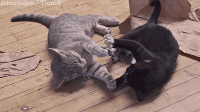 Super David Producciónes: Gifs de pelea de gatos v.s gatos