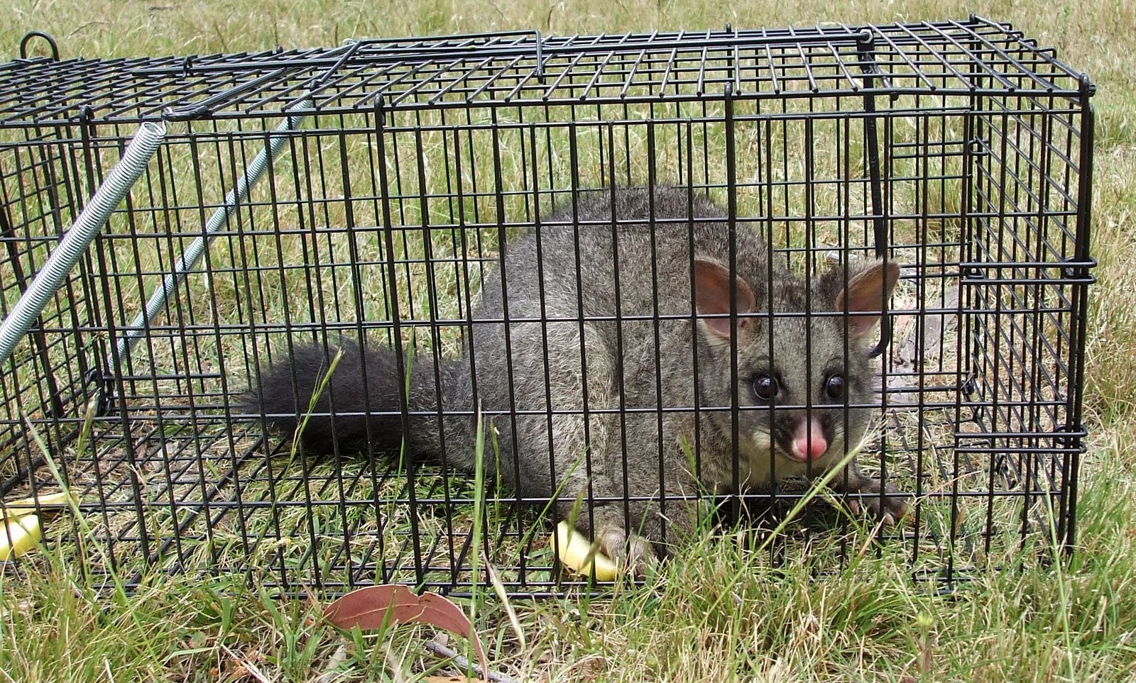 Possum Predators
