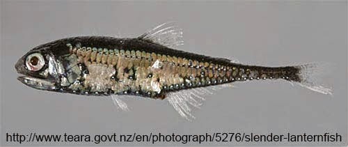 Bizarre Creature of the Day: Creature 226: Myctophidae