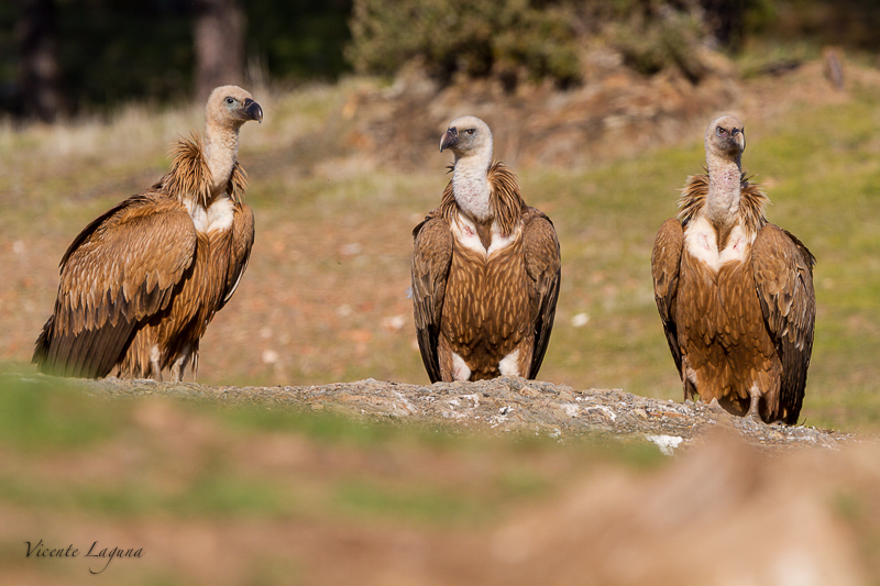 Cámara verde.Fotografía de Naturaleza: Trío de buitres leonados.-