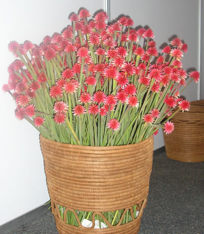 conociondo la naturaleza del guainia: FLOR DE INIRIDA