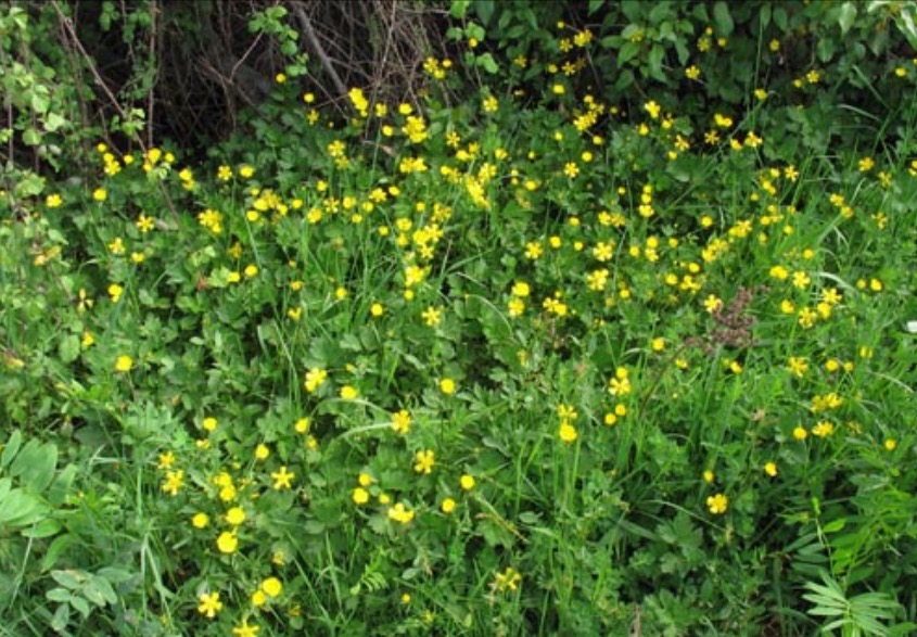 Plant Database: Ranunculus repens