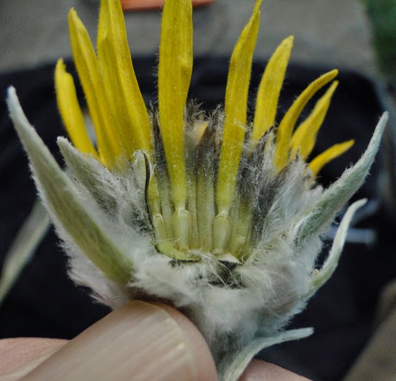 Slatsz' plant photo-biography: Balsamorhiza sagittata, arrow leaf ...