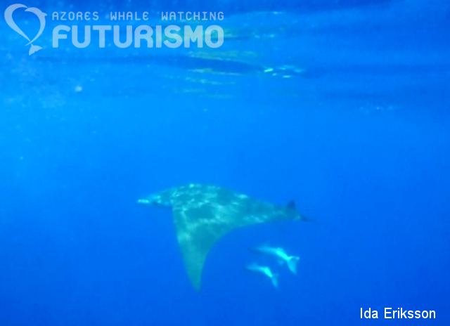 Dolphins and a devil ray - Azores Whales