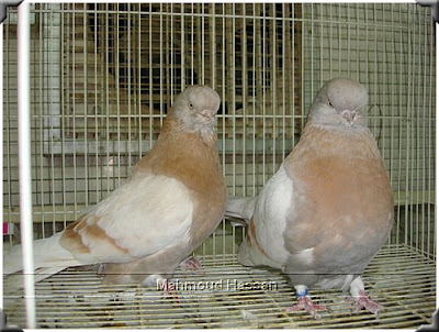 Pigeons for sale: Clean leg English long face