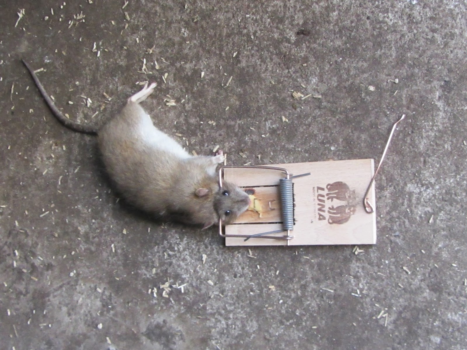 Jan Wilde een Tuin: GROTE MUIS