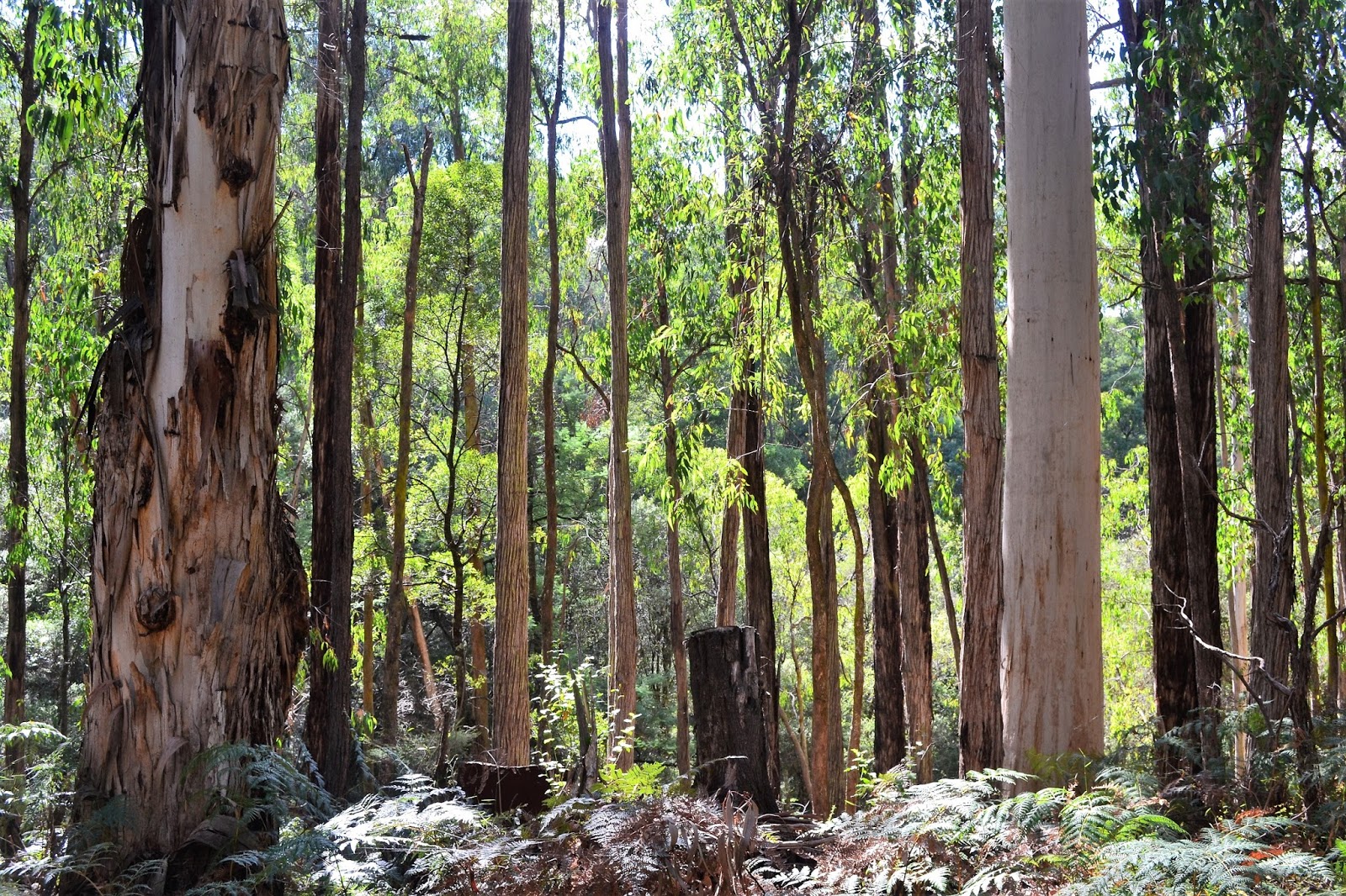 Goin' Feral One Day At A Time: Tree Fern Walk, Bunyip State Park ...