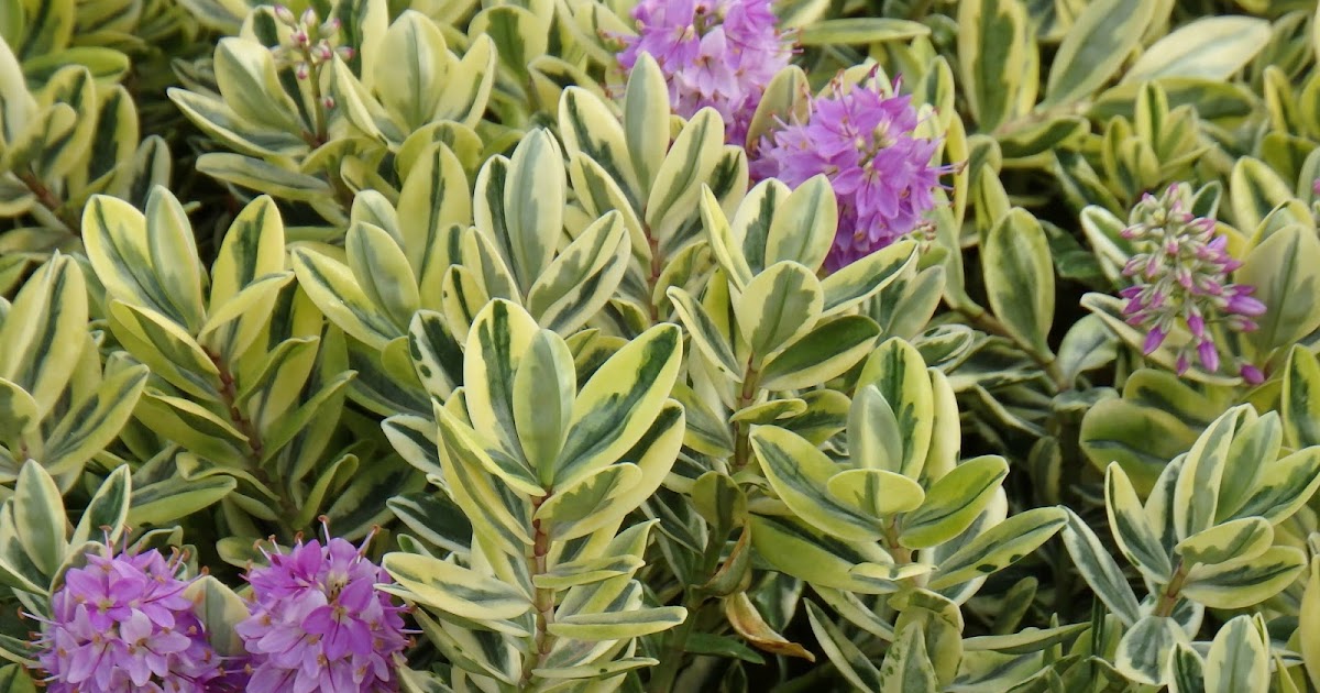 Hebe x franciscana-variegata (Hebe, Verónica)