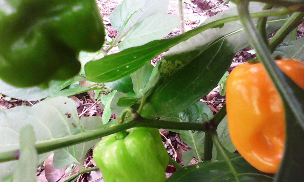 Ven Economía Productiva: Conuco+Familia