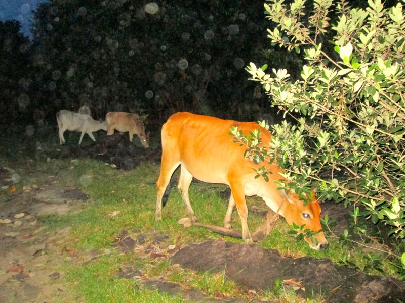 Adventures from Vietnam: COWS, Hoi An and My Son and Phu Quoc, Vietnam