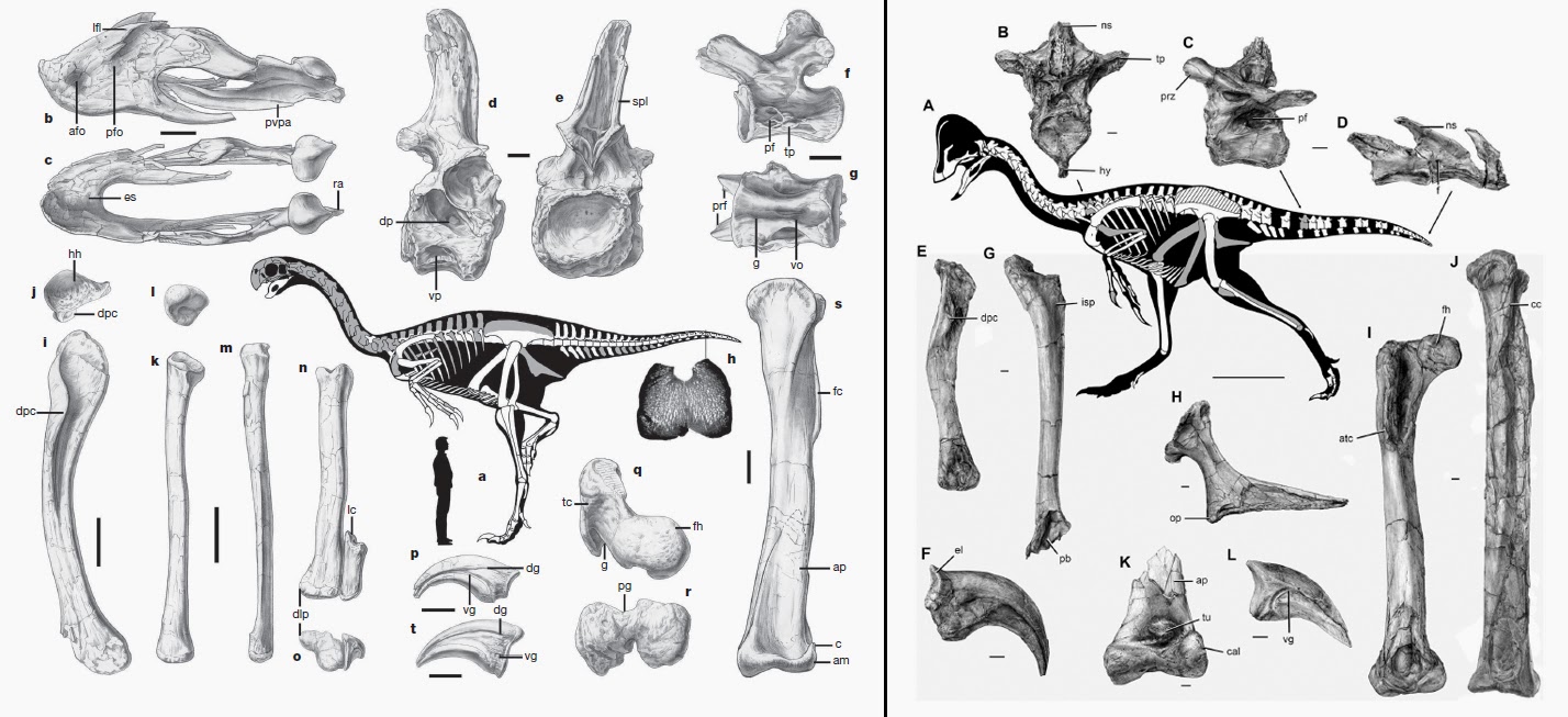 Chirostenotes Skeleton