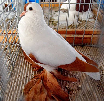 Barză de Saxonia | Rase-de-Porumbei-ro