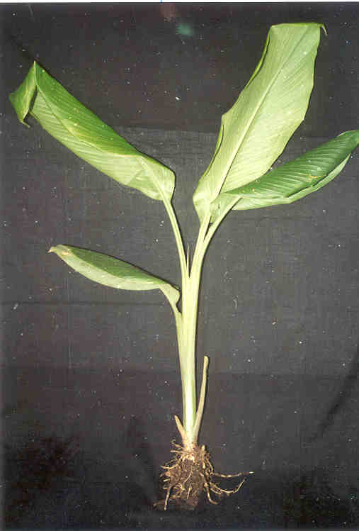 Riko Herbalist: Manfaat Heyneana (Temu Giring)