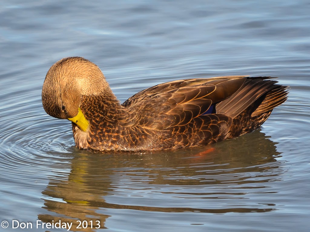 The Freiday Bird Blog: It's Your Basic Duck, but.