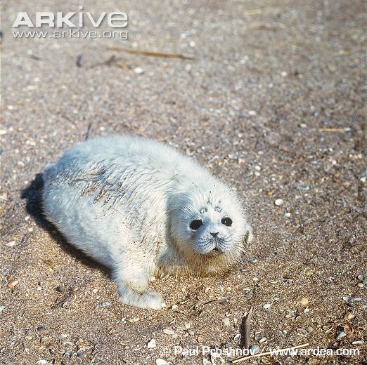 Seals of Khazar: Will there be any more seals in few years?