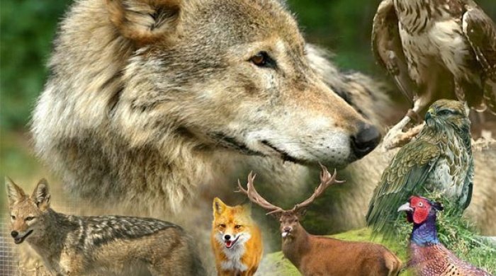 Coğrafiya məktəbi/ AZƏRBAYCAN COĞRAFİYASI: Azərbaycanın heyvanlar aləmi