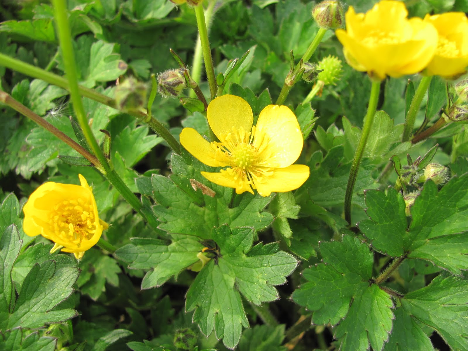 British Wildlife Blog: spring flowers