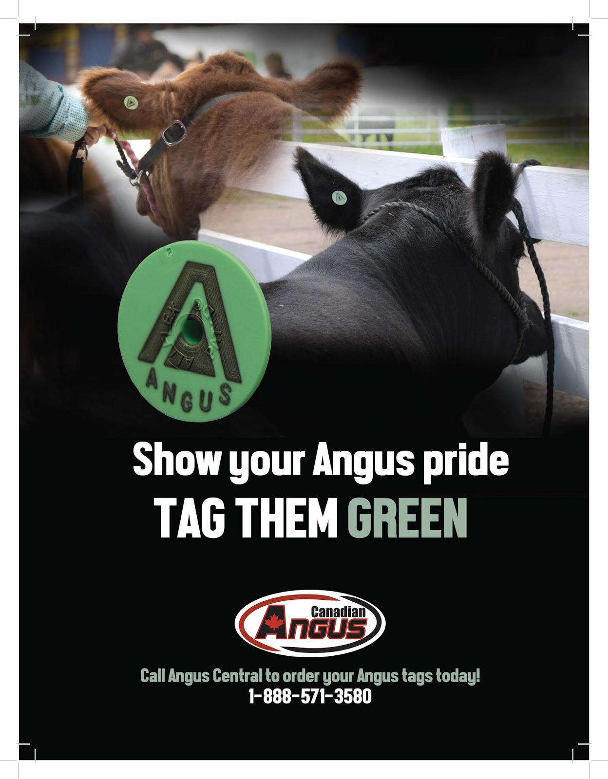 Canadian Angus Association Blog: The Canadian Angus Tag Program is Your ...