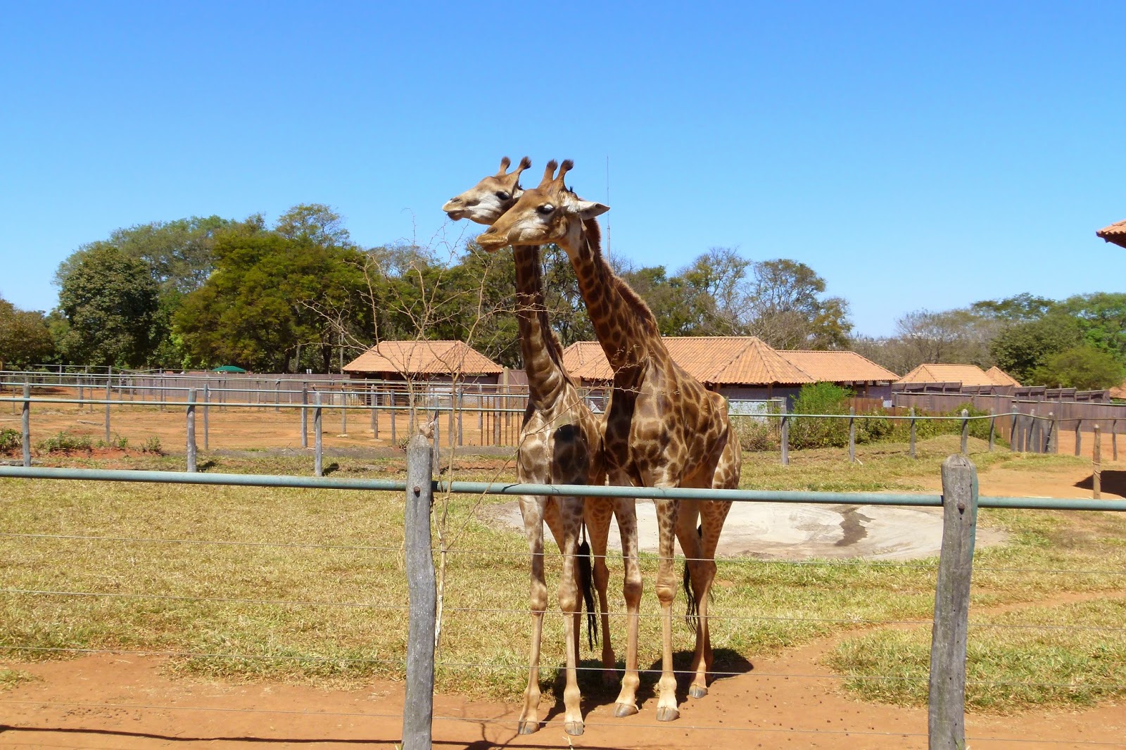 Mochileiros e Campistas: Zoológico de Brasília/DF