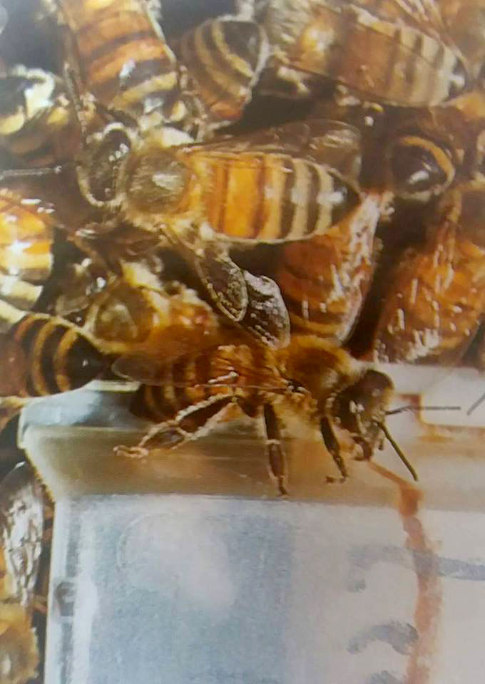 Premještanje pčela u košnicu - Pčelarstvo za početnike