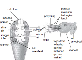 KINGDOM PARAZOA (FILUM PORIFERA) ~ MATERI DAN SOAL IPA UNTUK SMA