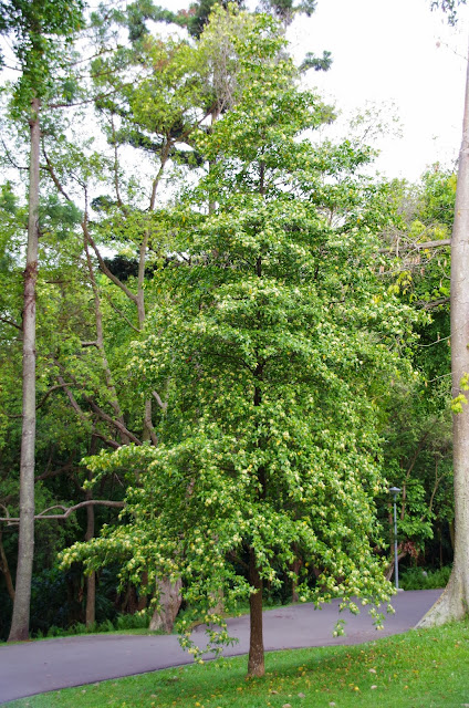 Trees and Plants: Tembusu