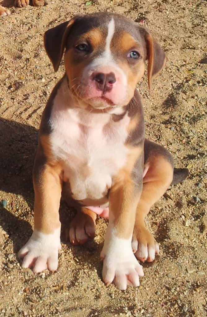 Bandog Pups : Desert Elite Bandogs
