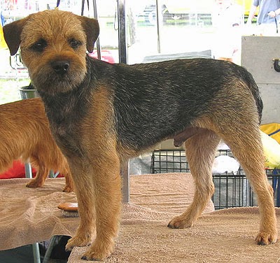 Psie myśli - rasy psów