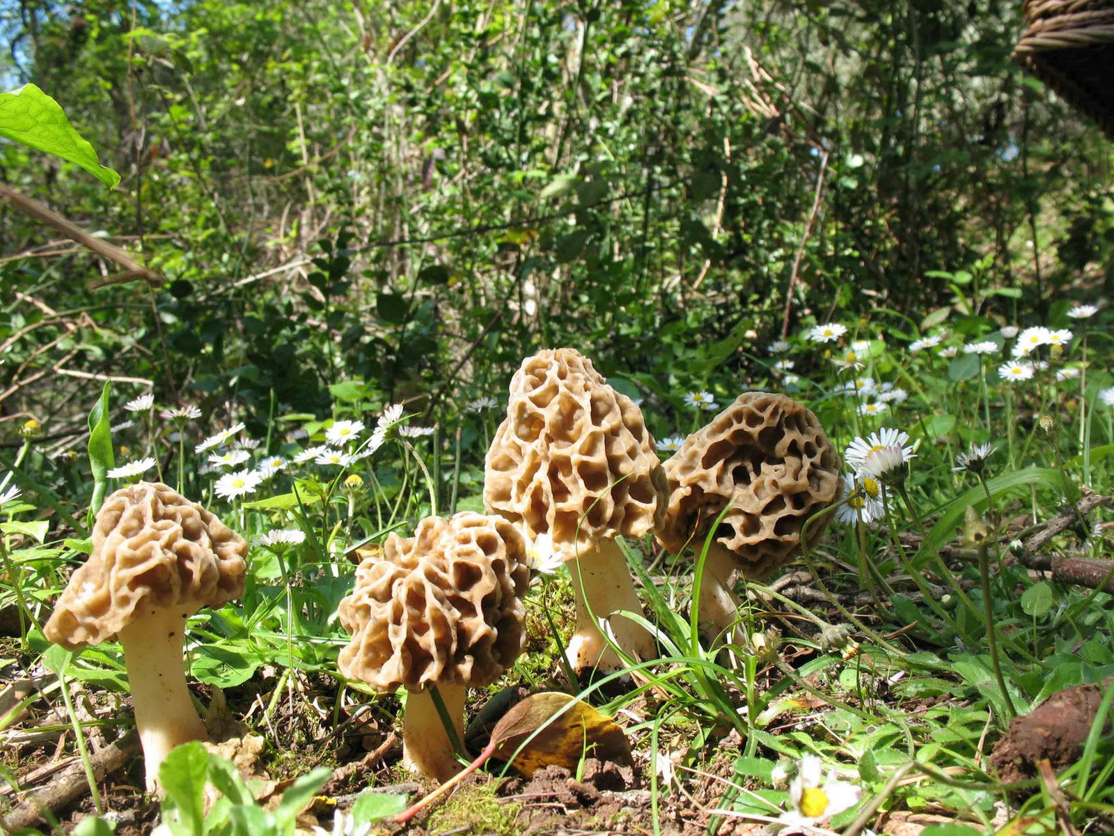 setas y hongos: LETRA M