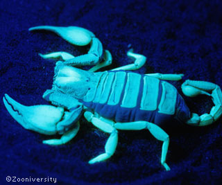 The Emperor Scorpion: Characteristics of the Emperor Scorpion