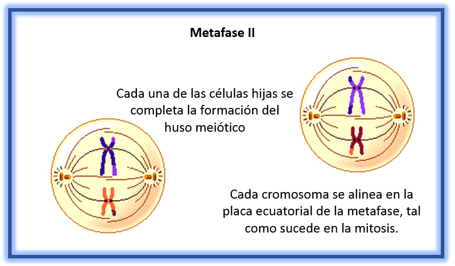 La Biología, "El mundo a su máxima expresión": Meiosis