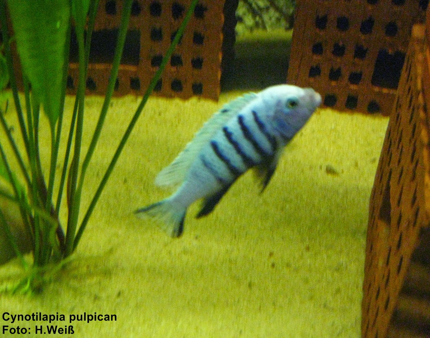 Aquarienverein Ludwigshafen am Rhein e.V.: Cynotilapia pulpican