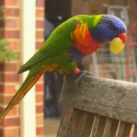 Birding For Pleasure: Rainbow Lorikeet