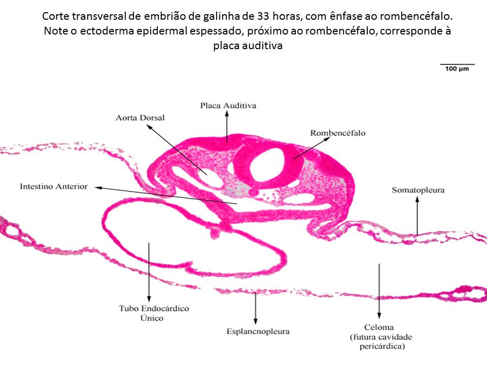 HISTOLOGIA90: HISTOLOGIA DO EMBRIÃO