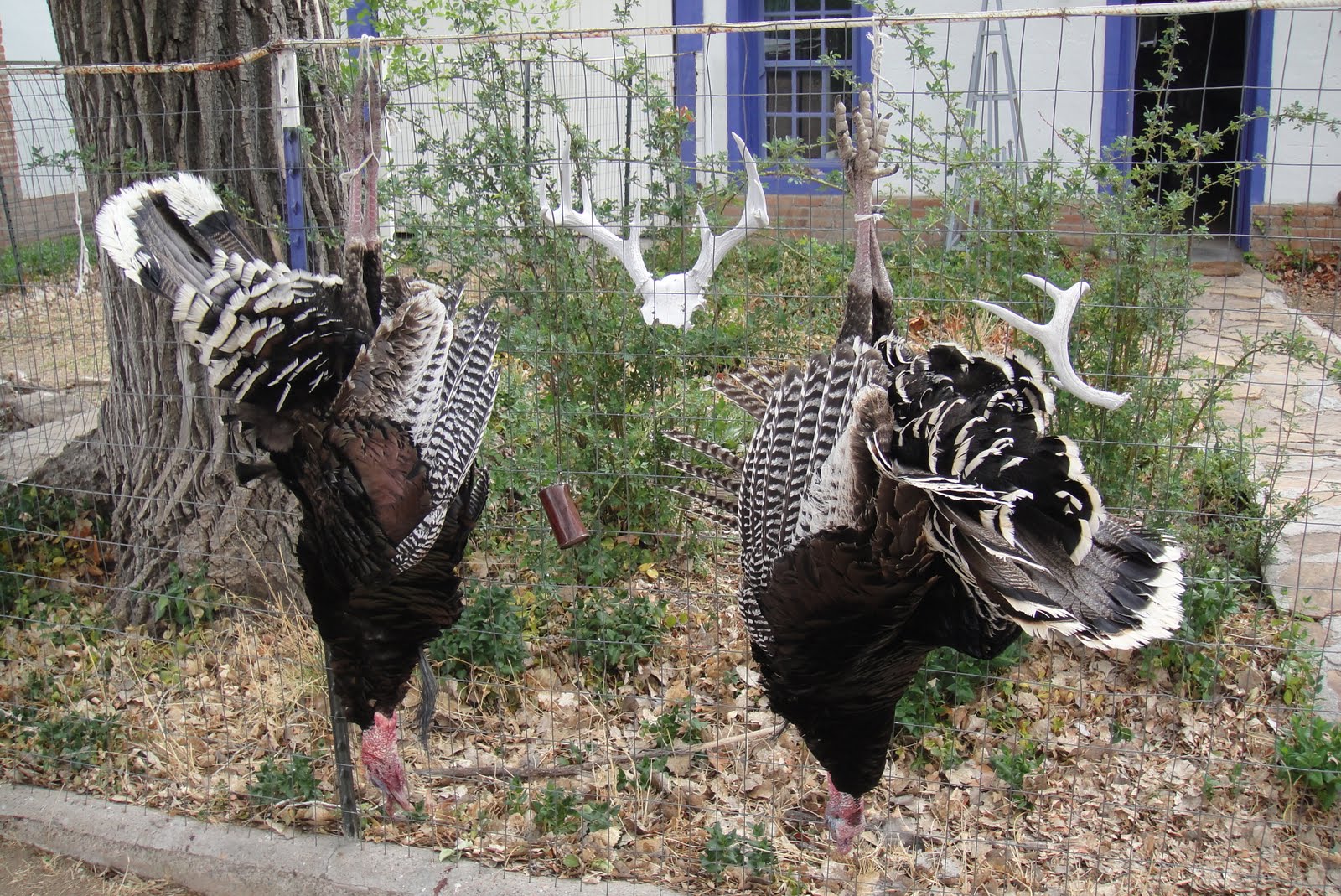 Colburn and Scott Outfitters: Goulds Turkey Hunts