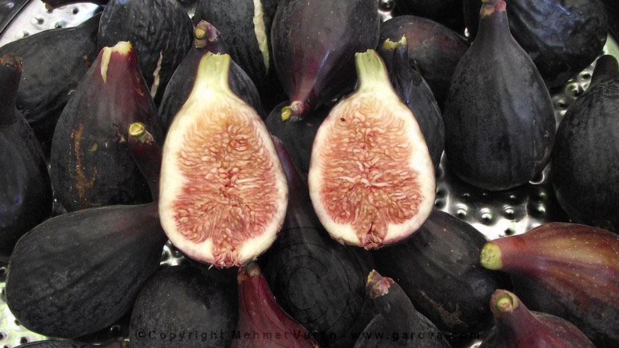 Garova Bağları Günlüğü: Erkenci İncir / Siyah Orak İnciri