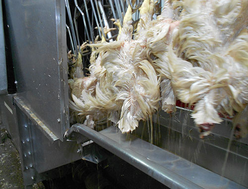 FAENADO Y SACRIFICIO DEL POLLO