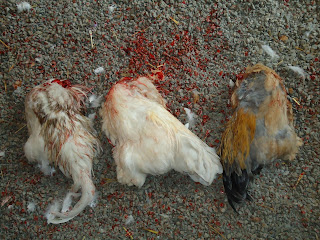 Narrow Path Farm: CHICKEN SLAUGHTER!!!!!!!!!!!!!!!!!!!!!!!!
