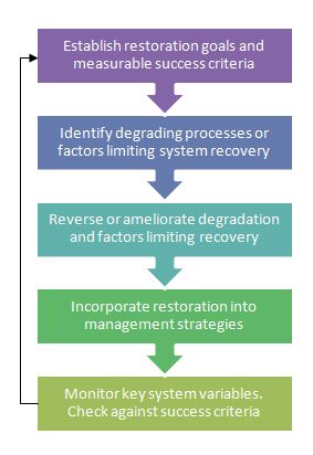 Through The Trees: Ecology Theory and Defining Restoration