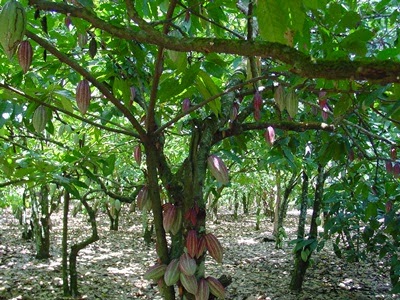 Reforestation and the Medicinal Uses of Trees -Liliana Usvat Research ...