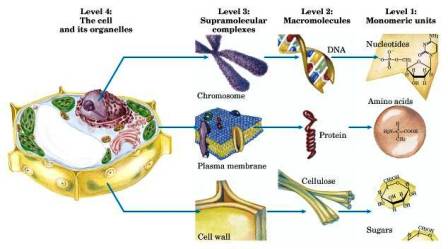 Notes on Biomolecules: The Molecules of Life ~ Biology Exams 4 U