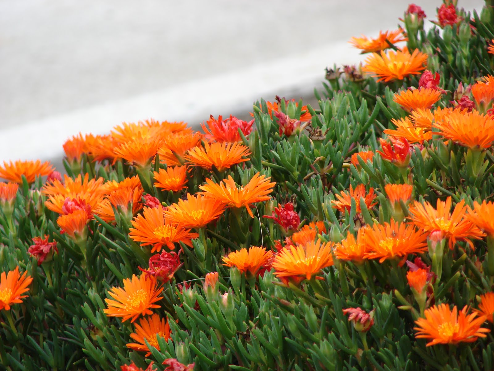 Lampranthus - JungleKey.fr Image