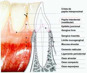 Aula de Periodontia - Anatomia, Histologia e Fisiologia do Periodonto ...