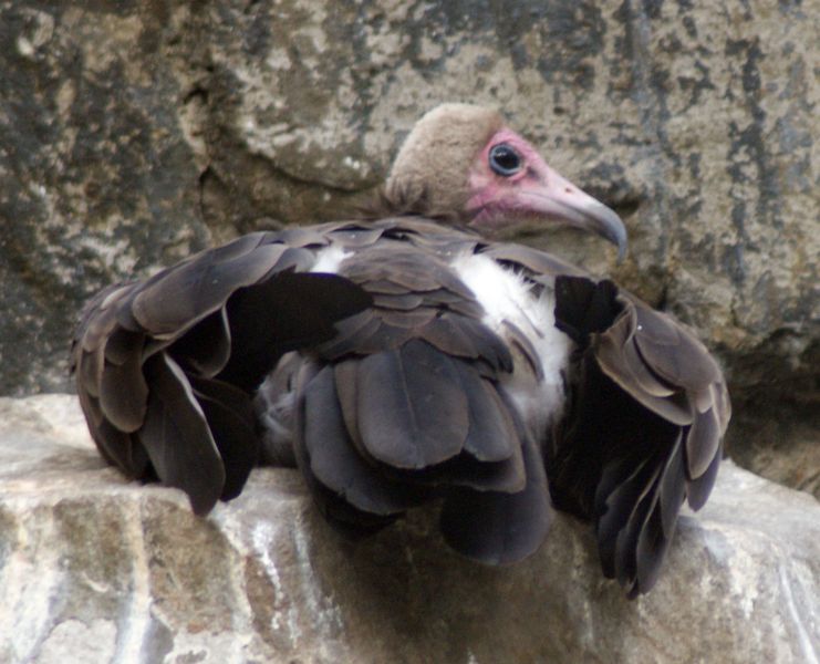 Faszination Geier: Gastbeitrag: Geier im Zoo Berlin