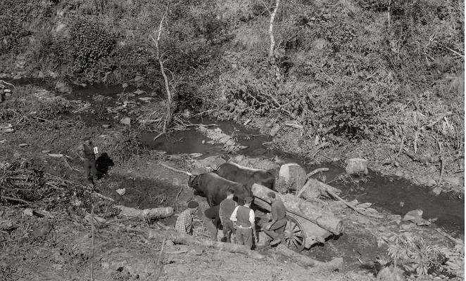 Los bosques más grandes de España. - Forocoches