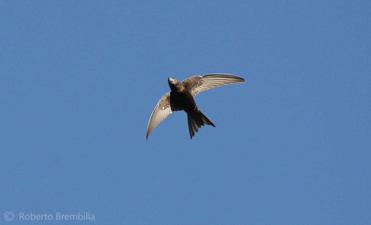 libereali: Rondine o rondone…