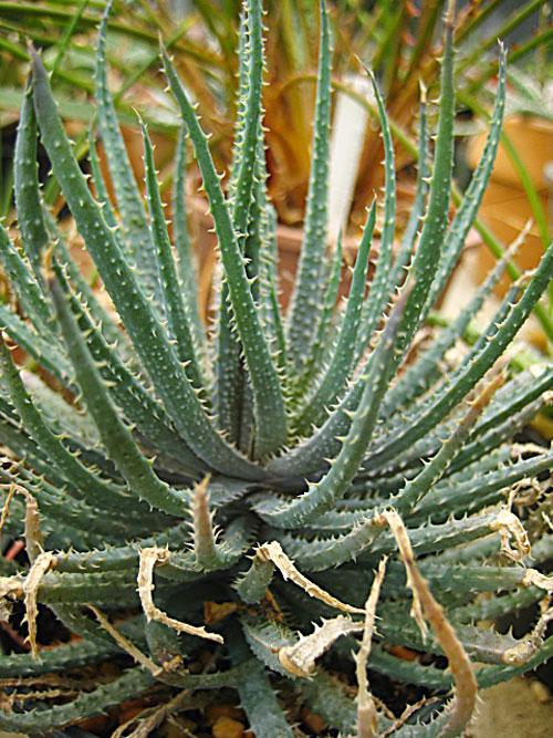 Thaisucculents: Aloe parvula