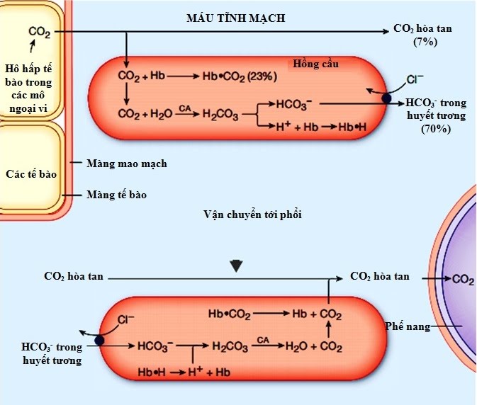 Các dạng vận chuyển khí Oxi và Cacbonic trong máu